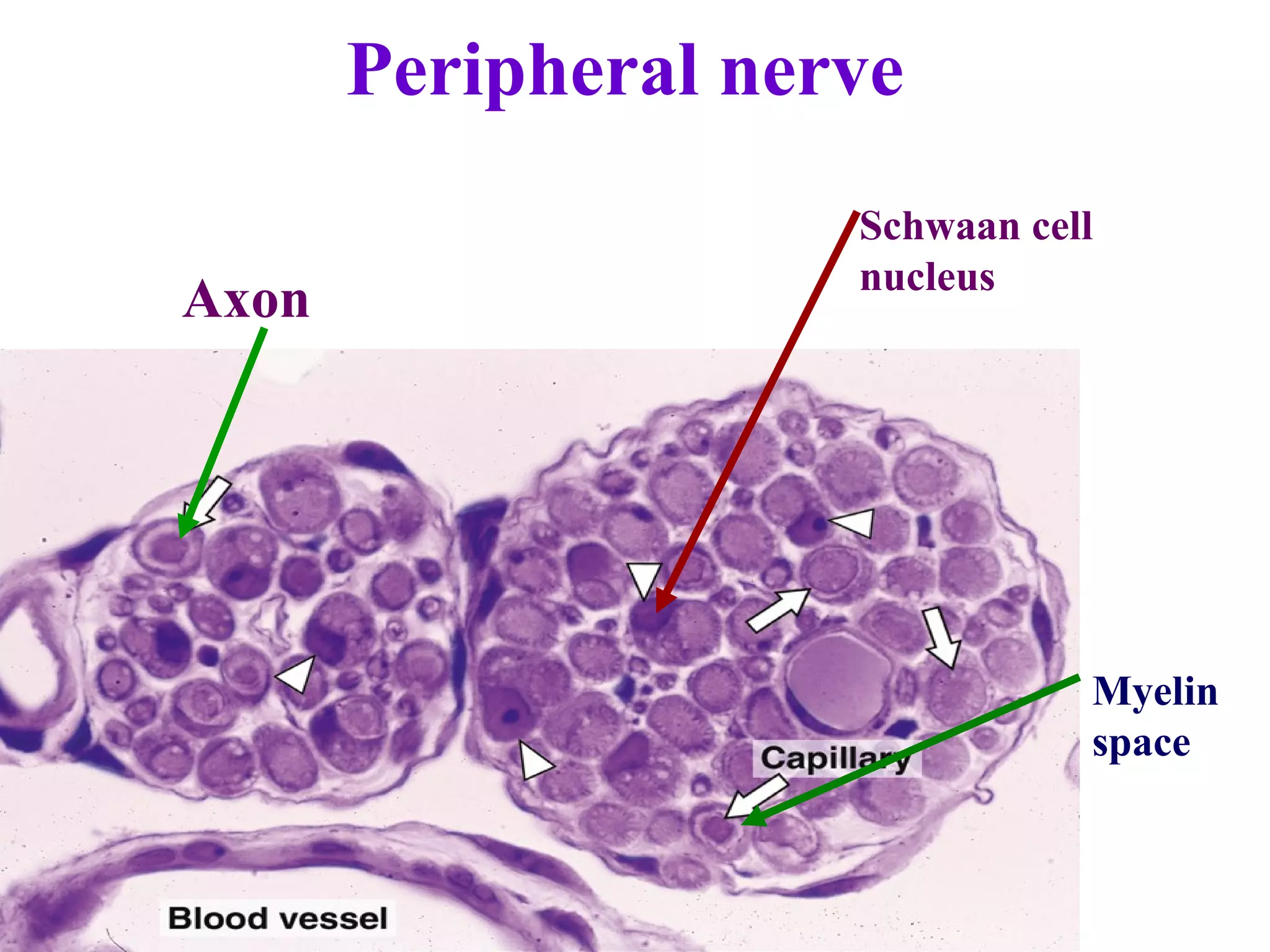 Microscopic anatomy of nervous system | PPT