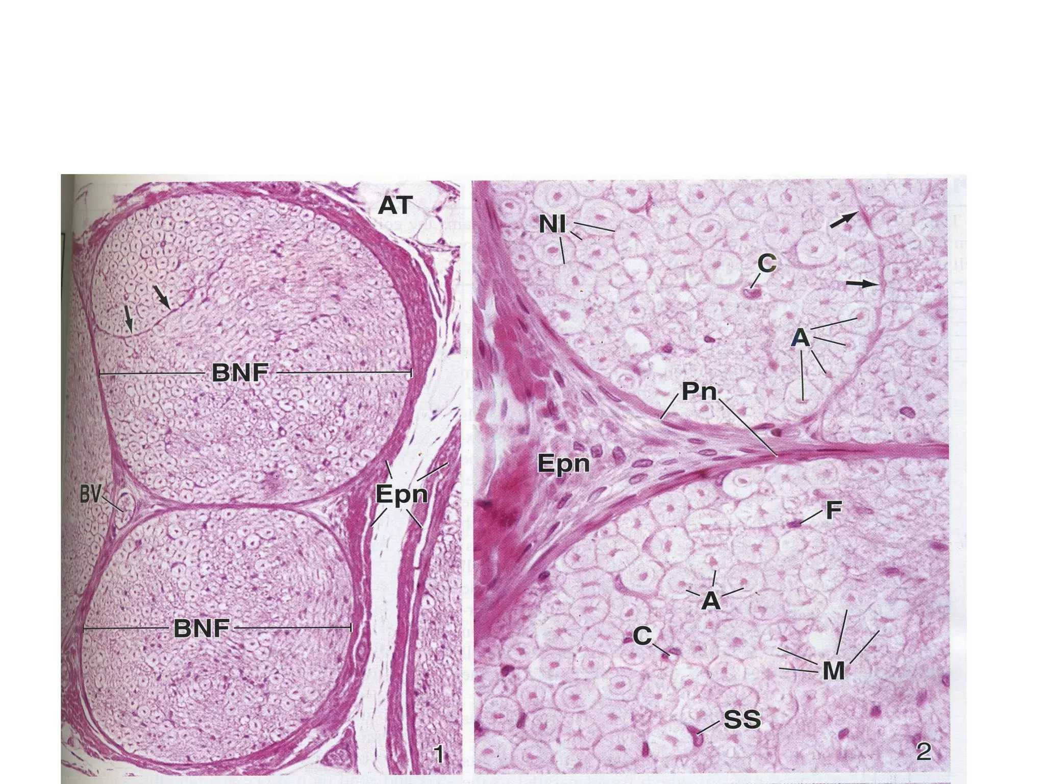 Microscopic anatomy of nervous system | PPT