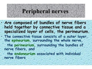 Microscopic anatomy of nervous system | PPT