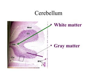 Microscopic anatomy of nervous system | PPT
