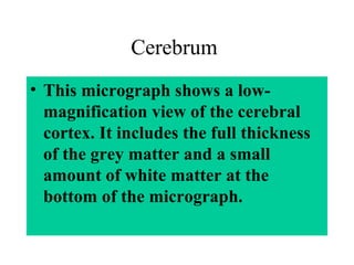 Microscopic anatomy of nervous system | PPT