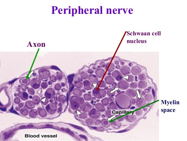 Microscopic anatomy of nervous system