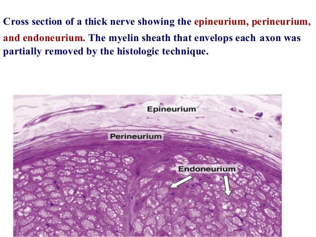 Microscopic anatomy of nervous system