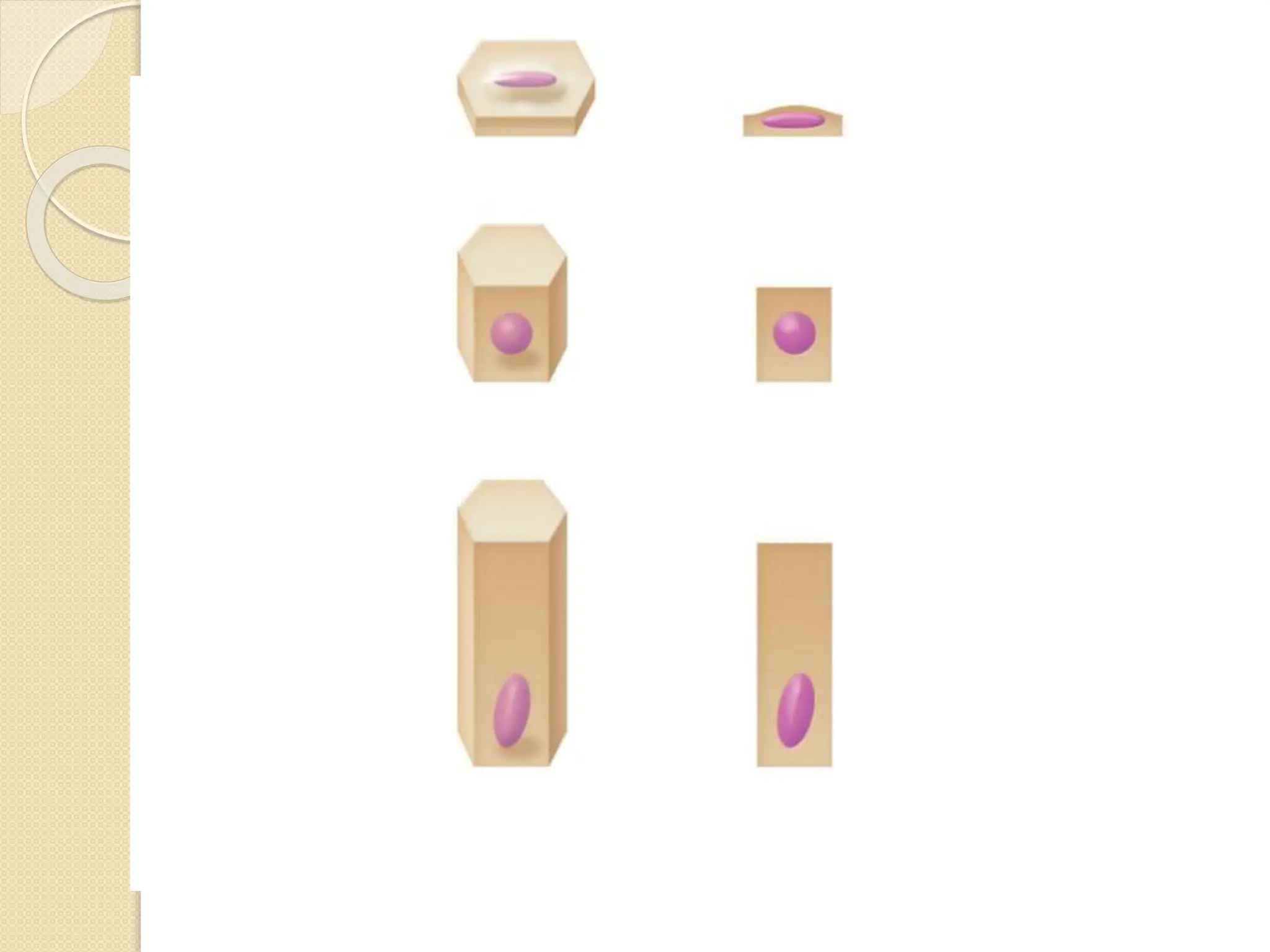 Basic Histology no.2 epithelium tissue.pptx