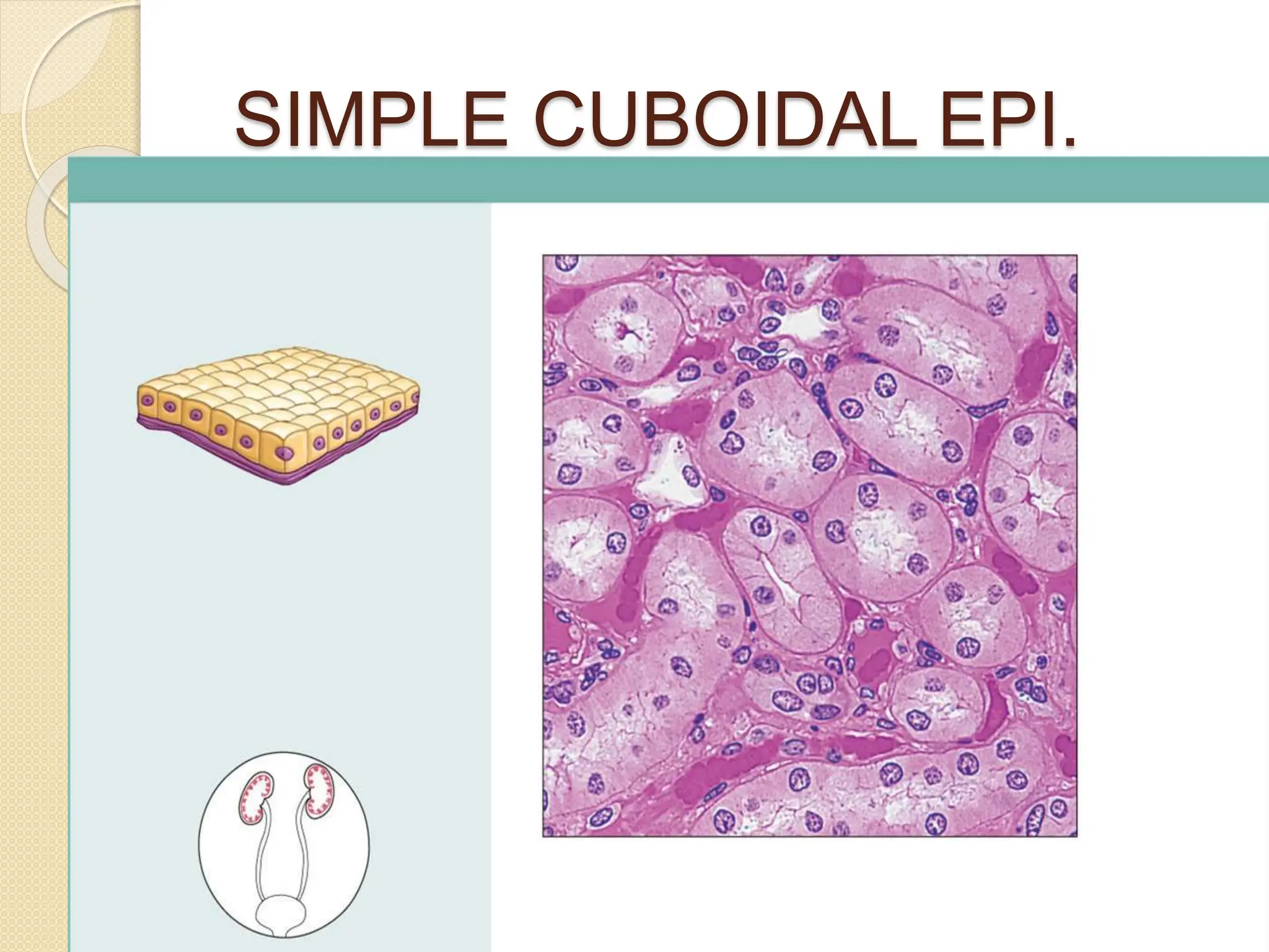 Basic Histology no.2 epithelium tissue.pptx