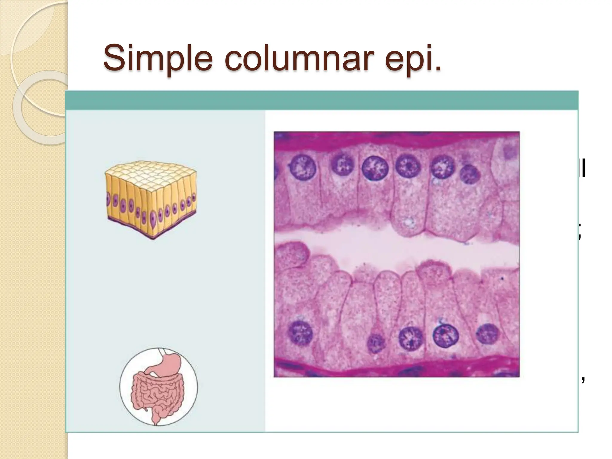 Basic Histology no.2 epithelium tissue.pptx