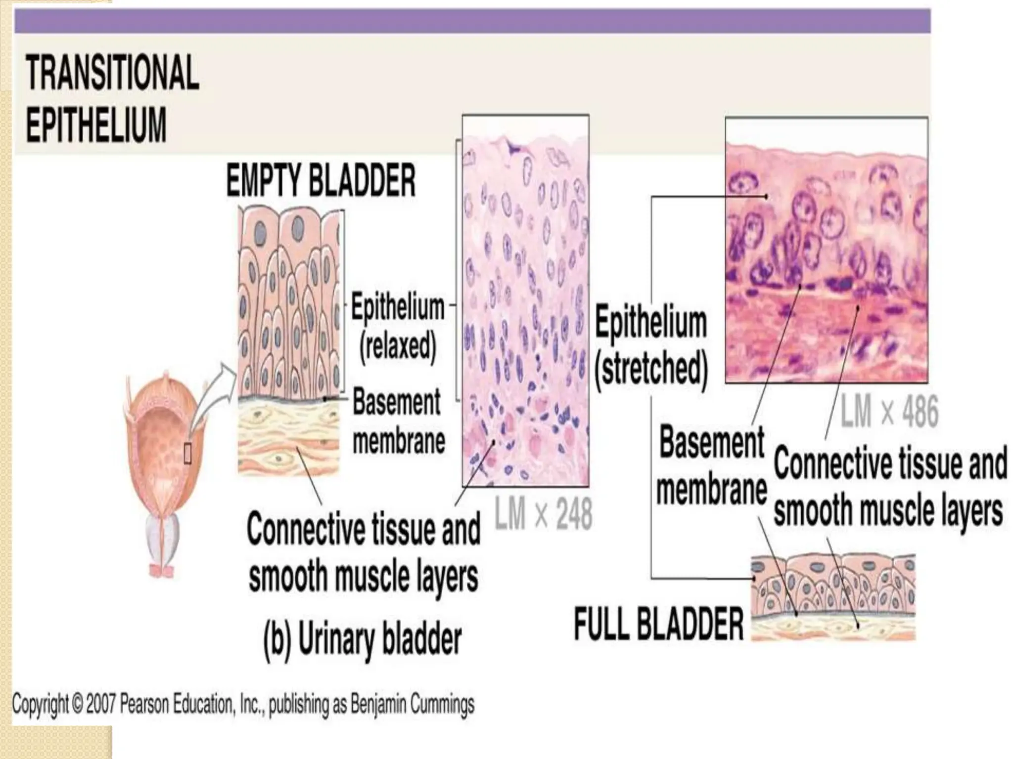 Basic Histology no.2 epithelium tissue.pptx