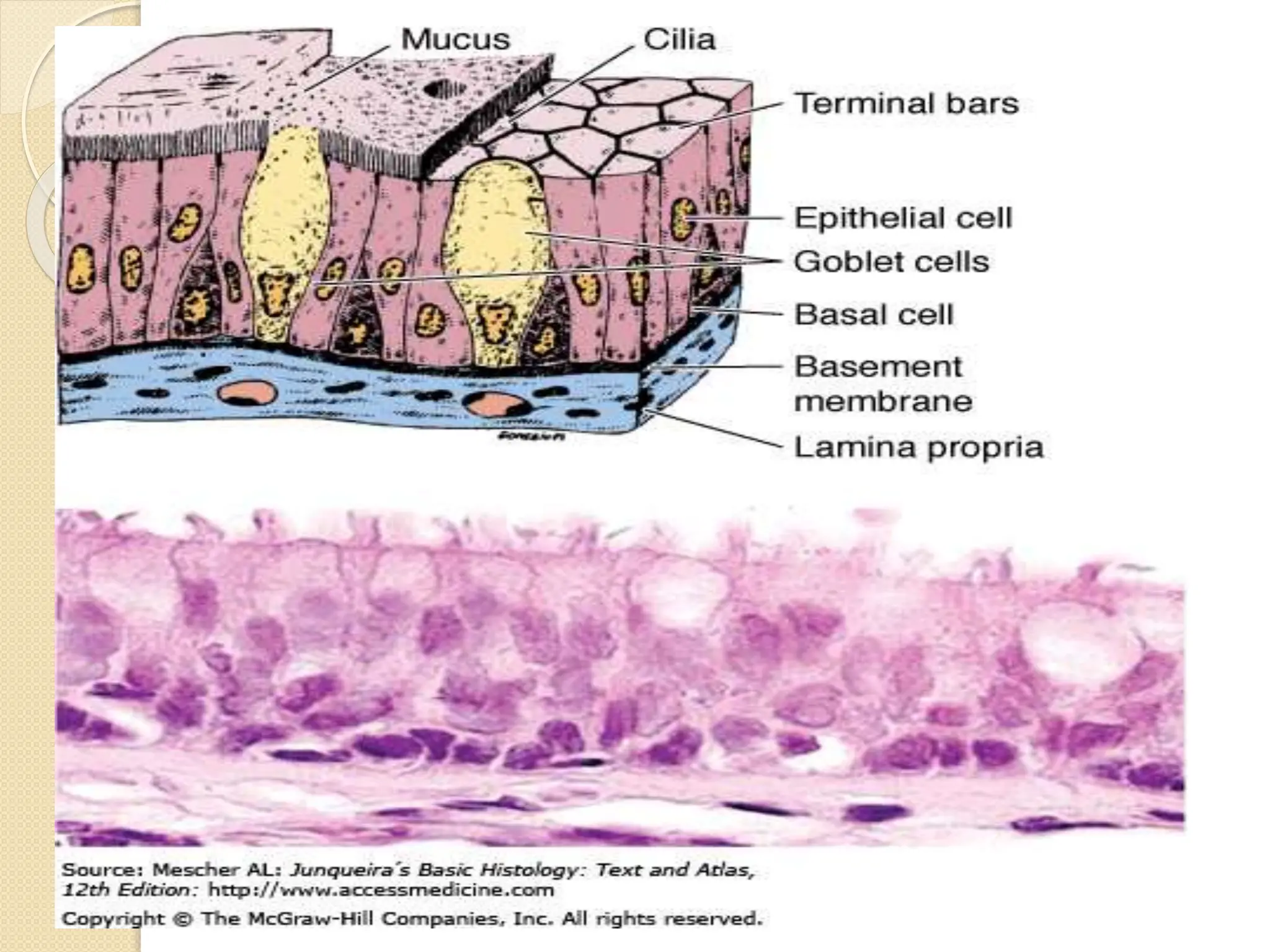 Basic Histology no.2 epithelium tissue.pptx