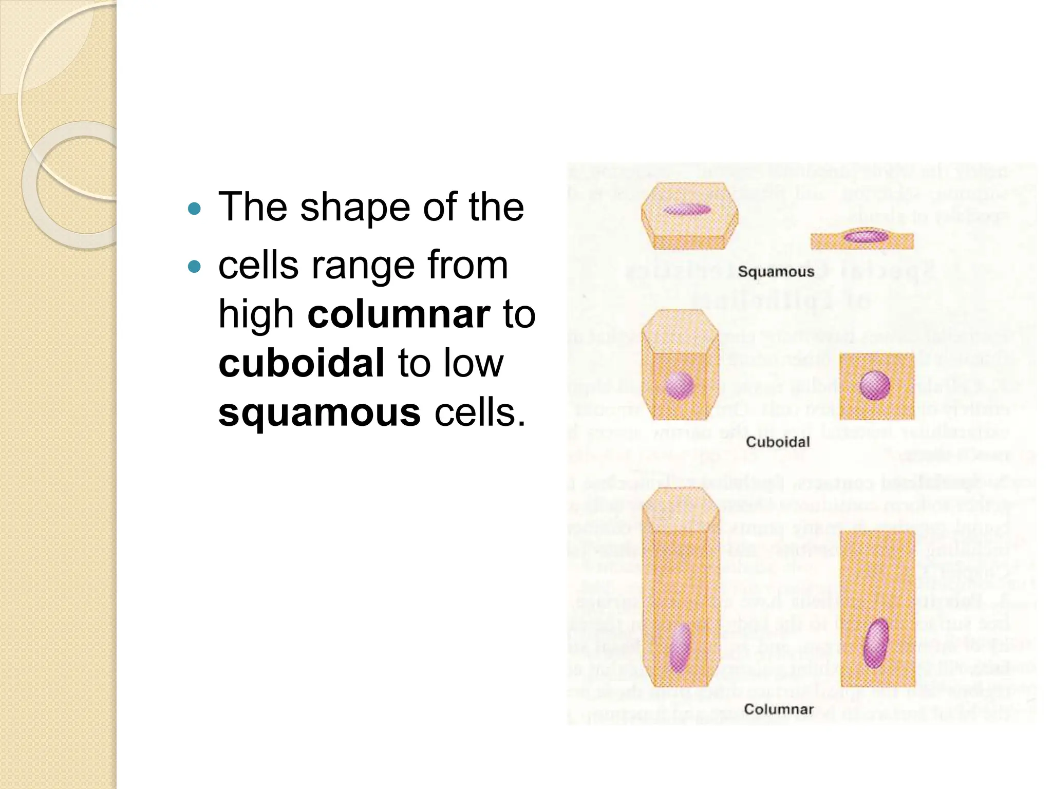 Basic Histology no.2 epithelium tissue.pptx