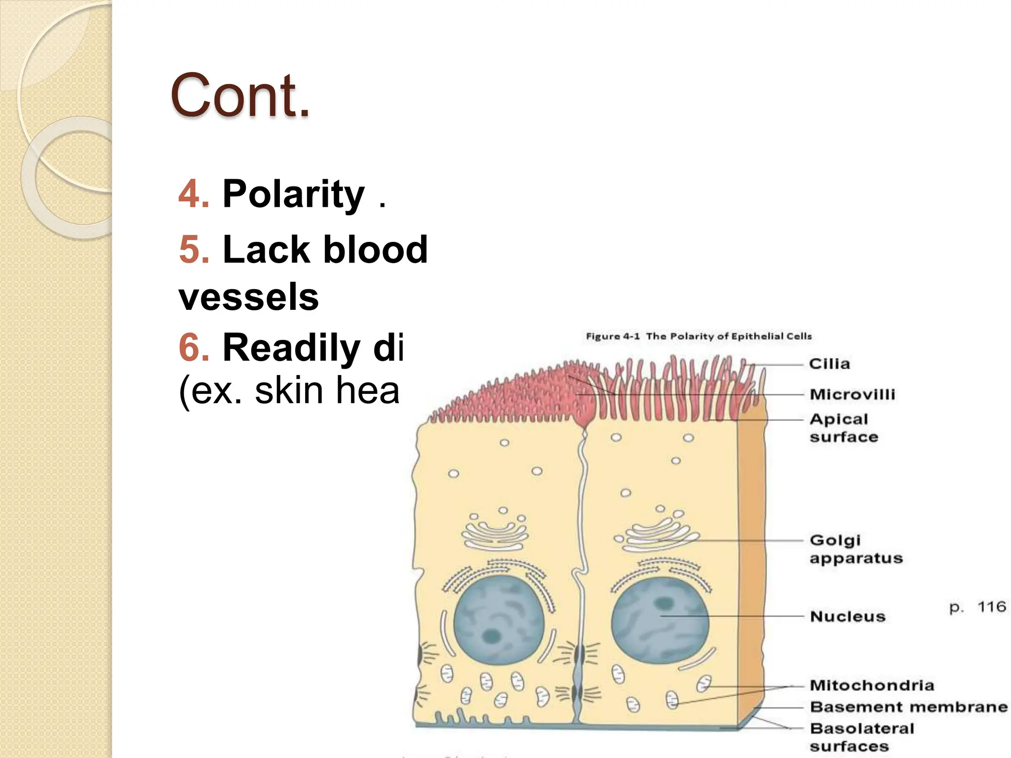 Basic Histology no.2 epithelium tissue.pptx