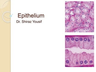 Basic Histology no.2 epithelium tissue.pptx