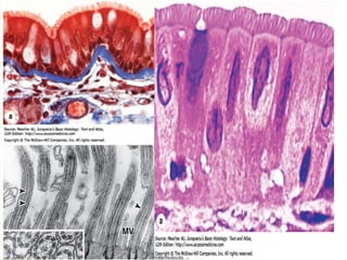 Basic Histology no.2 epithelium tissue.pptx