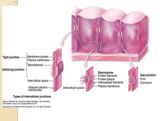 Basic Histology no.2 epithelium tissue.pptx
