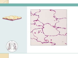 Basic Histology no.2 epithelium tissue.pptx