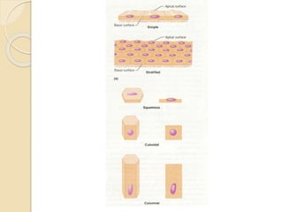 Basic Histology no.2 epithelium tissue.pptx