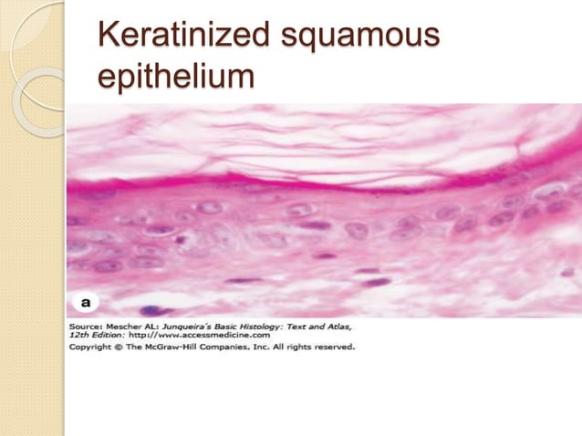 Basic Histology no.2 epithelium tissue.pptx