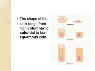 Basic Histology no.2 epithelium tissue.pptx