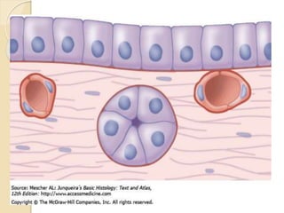 Basic Histology no.2 epithelium tissue.pptx