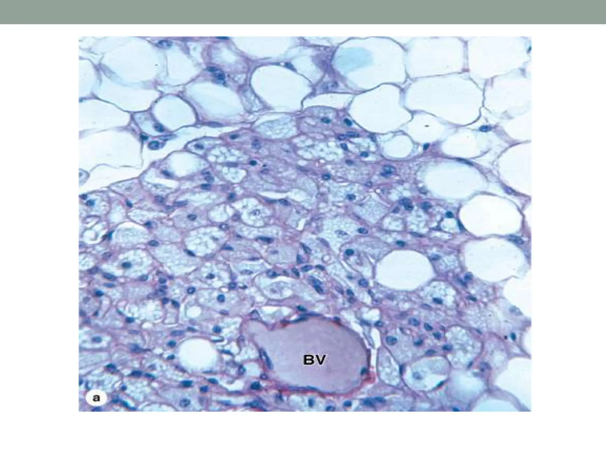 Histology Number 6 Connective Tissue Pptx