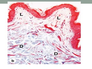 Histology number 6 CONNECTIVE TISSUE.pptx