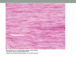 Histology number 6 CONNECTIVE TISSUE.pptx