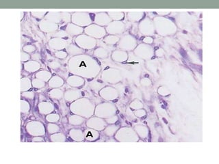 Histology number 6 CONNECTIVE TISSUE.pptx