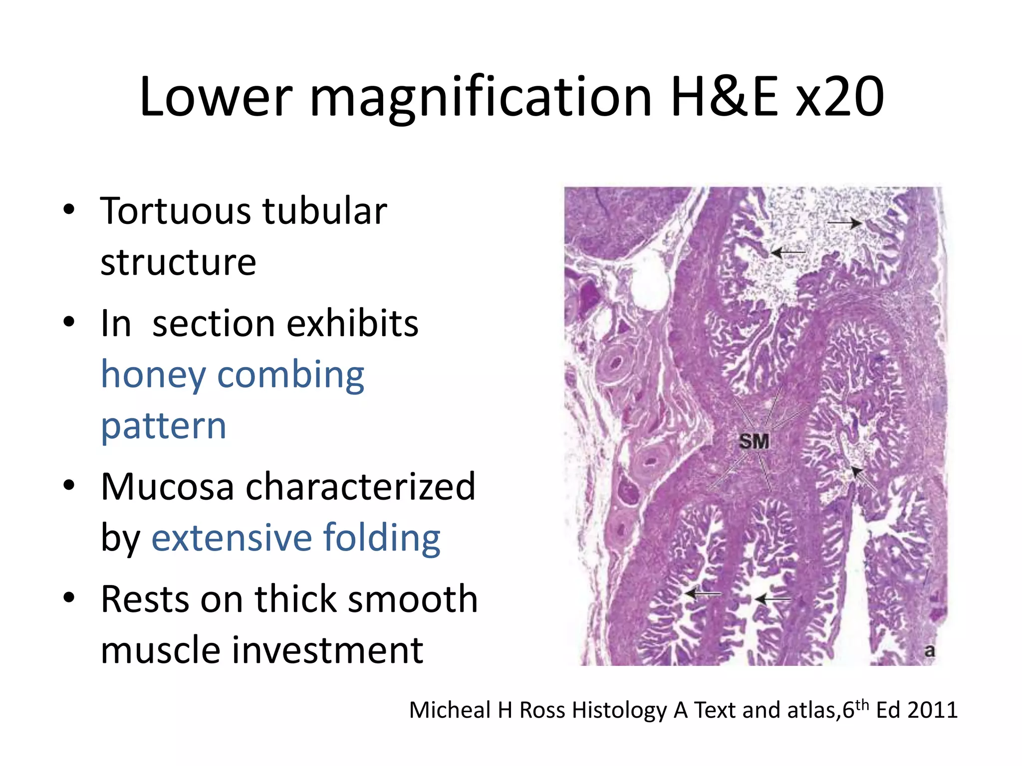 Histology Of Accessory Sex Glands Of Male Pptx