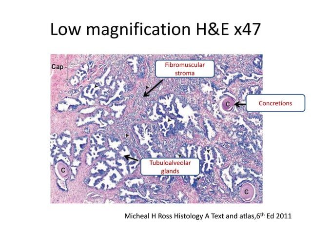 Histology Of Accessory Sex Glands Of Male Pptx