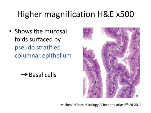 Histology Of Accessory Sex Glands Of Male
