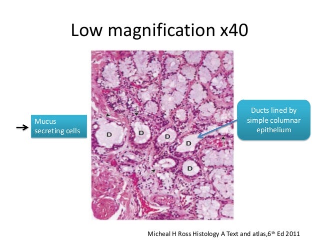 Histology Of Accessory Sex Glands Of Male