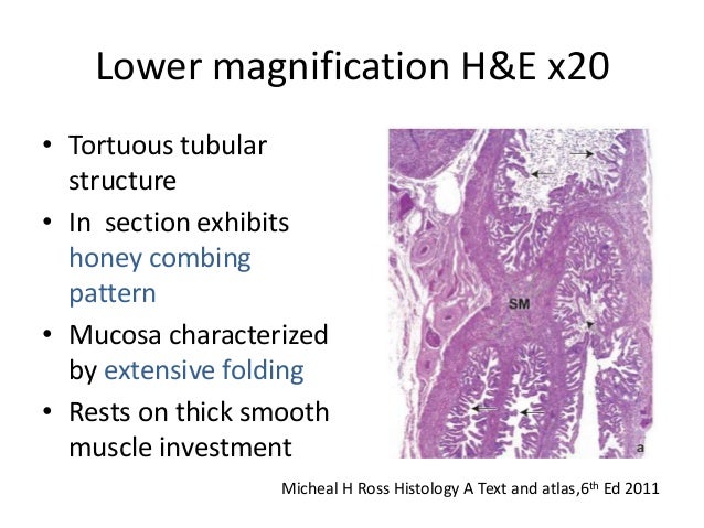 Histology Of Accessory Sex Glands Of Male