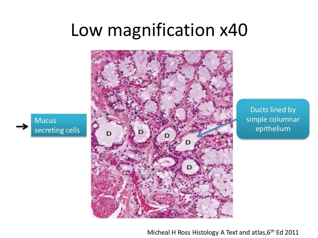 Histology Of Accessory Sex Glands Of Male