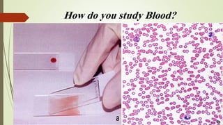 Comprehensive Histology and Functions of Blood Components | PDF