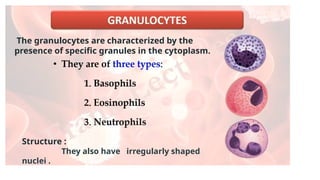 Histology of blood ,lymphoid tissue.pptx