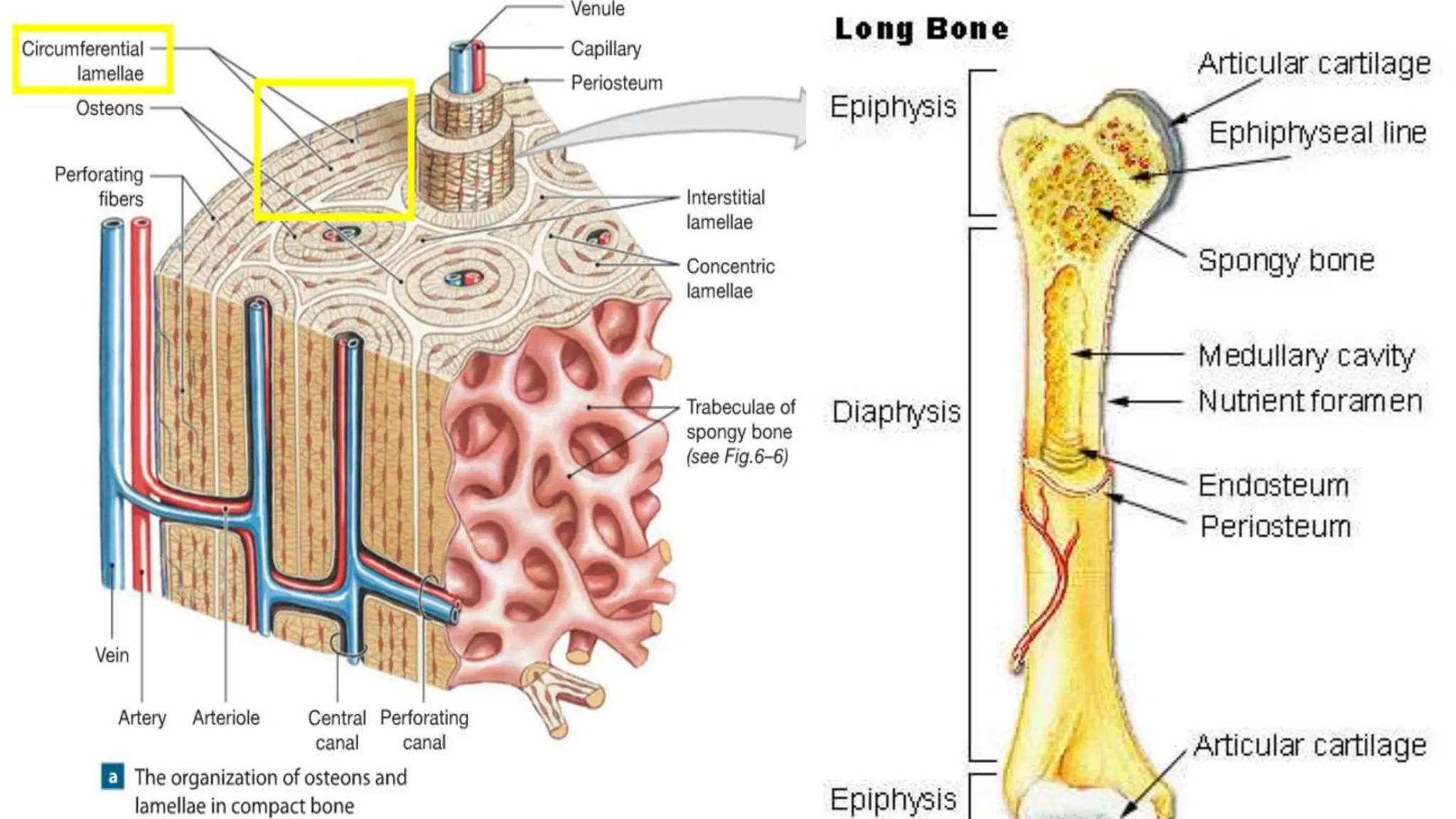 Histology of bone | PPTX
