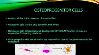 Histology of bone | PPTX