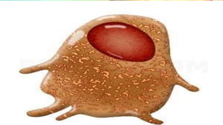 Histology of bone | PPTX