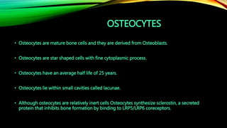 Histology of bone | PPTX