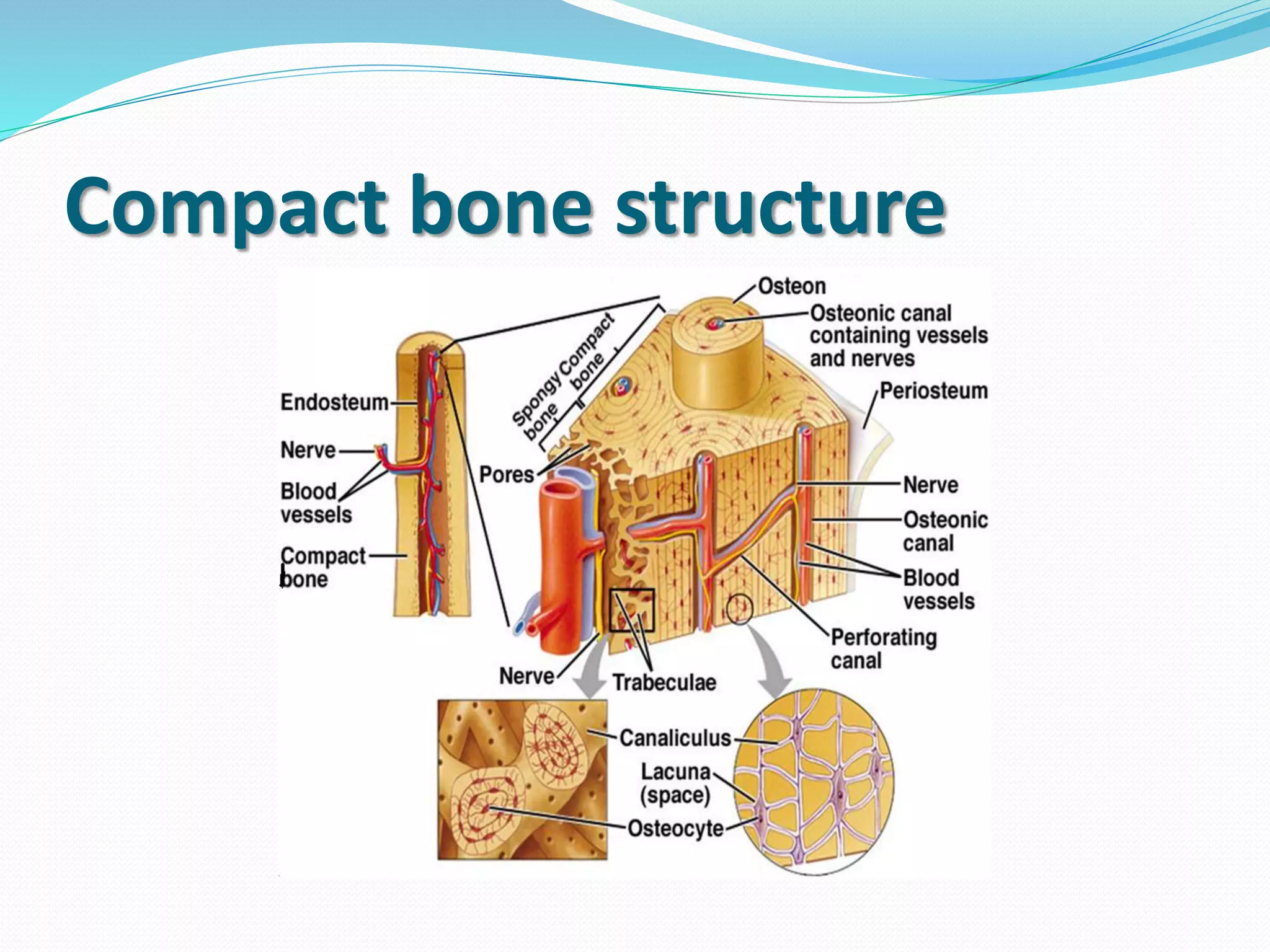Histology of bone | PPTX