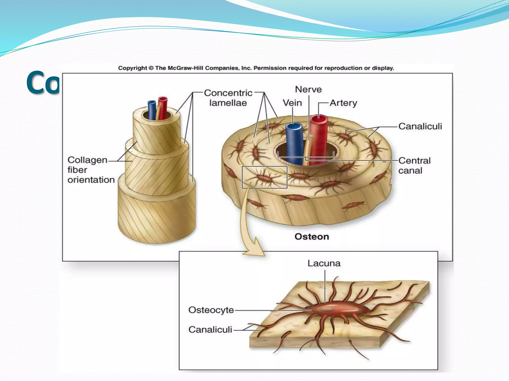 Histology of bone | PPTX