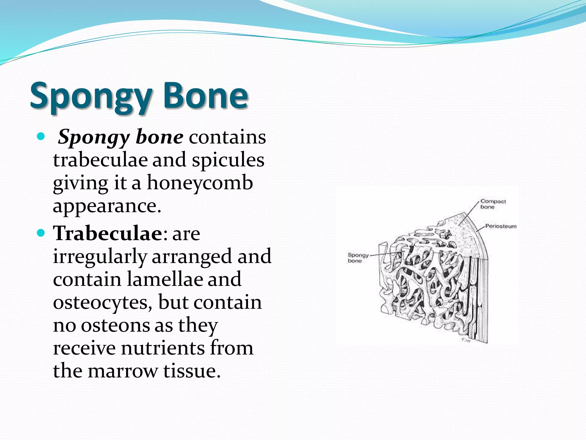 Histology of bone | PPTX