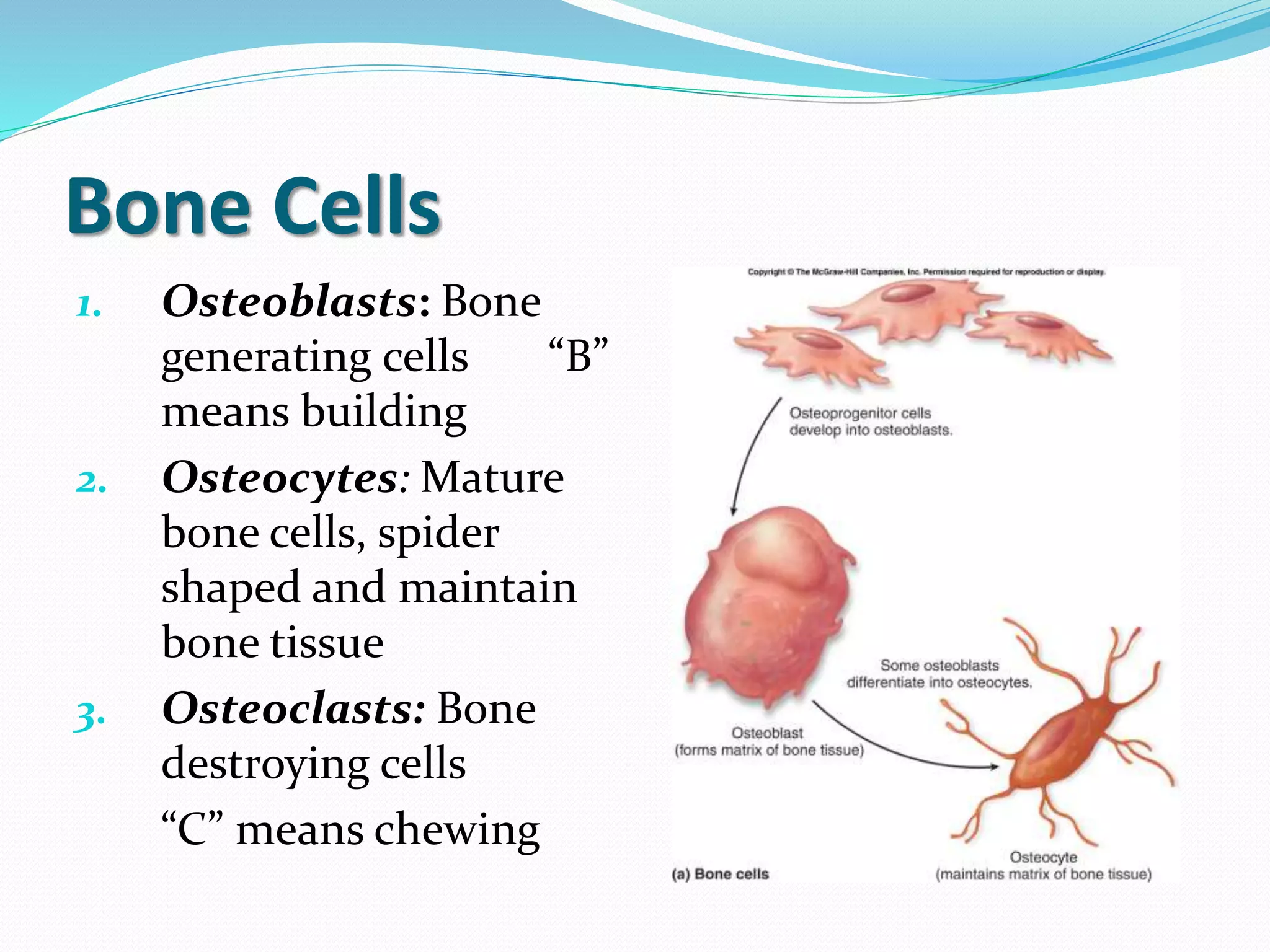 Histology of bone | PPTX