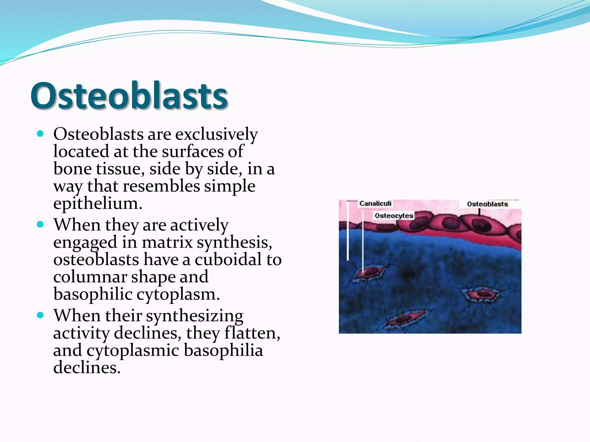 Histology of bone | PPTX