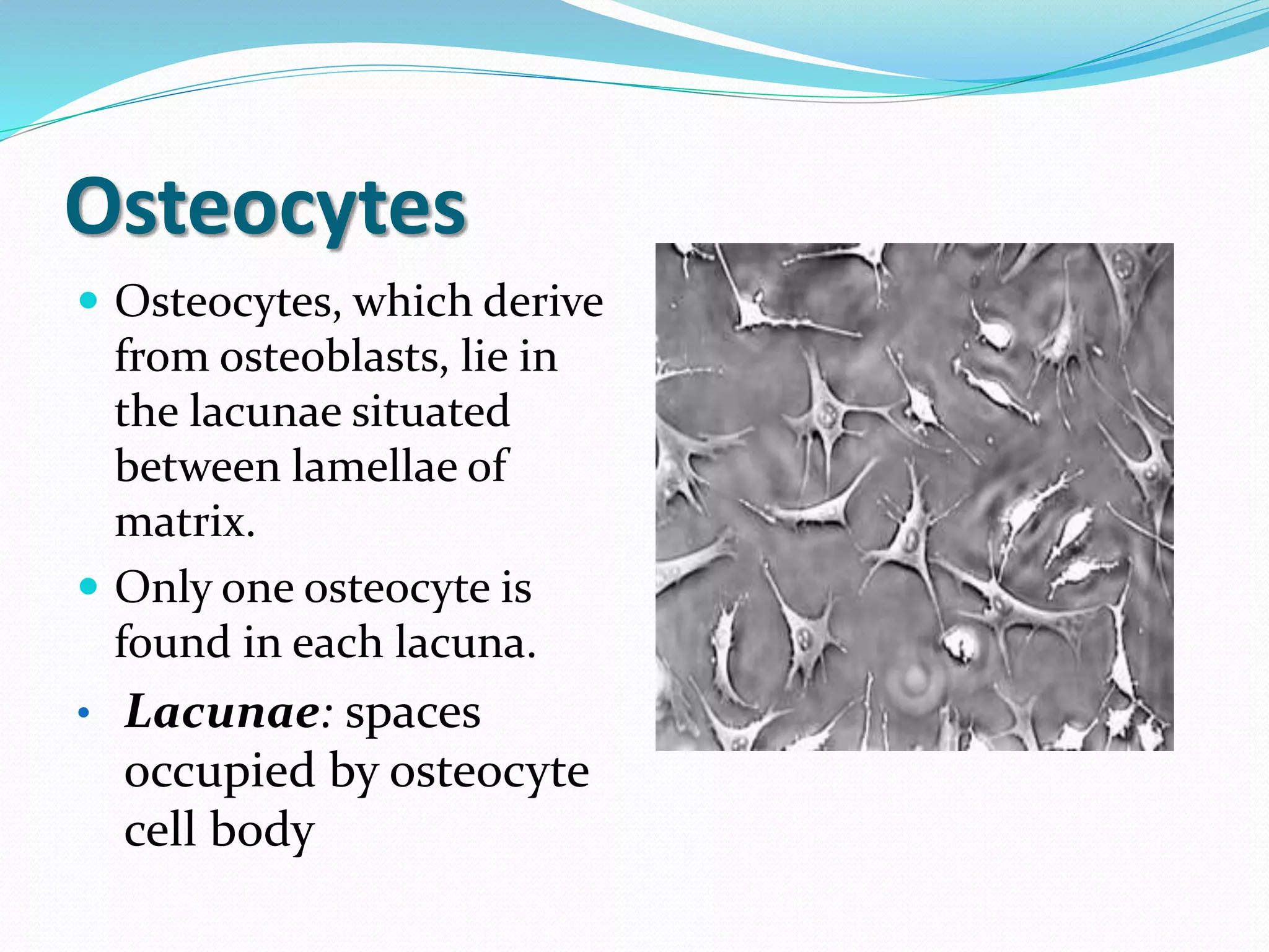 Histology of bone | PPTX