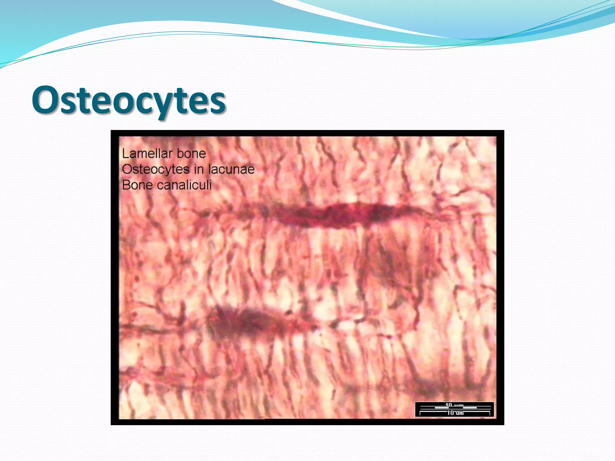 Histology of bone | PPTX