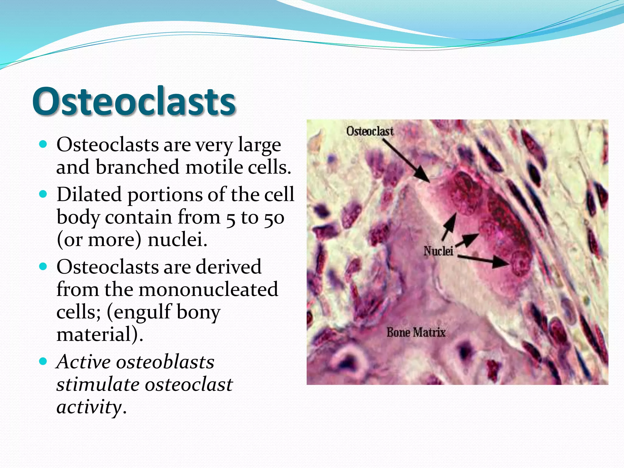 Histology of bone | PPTX
