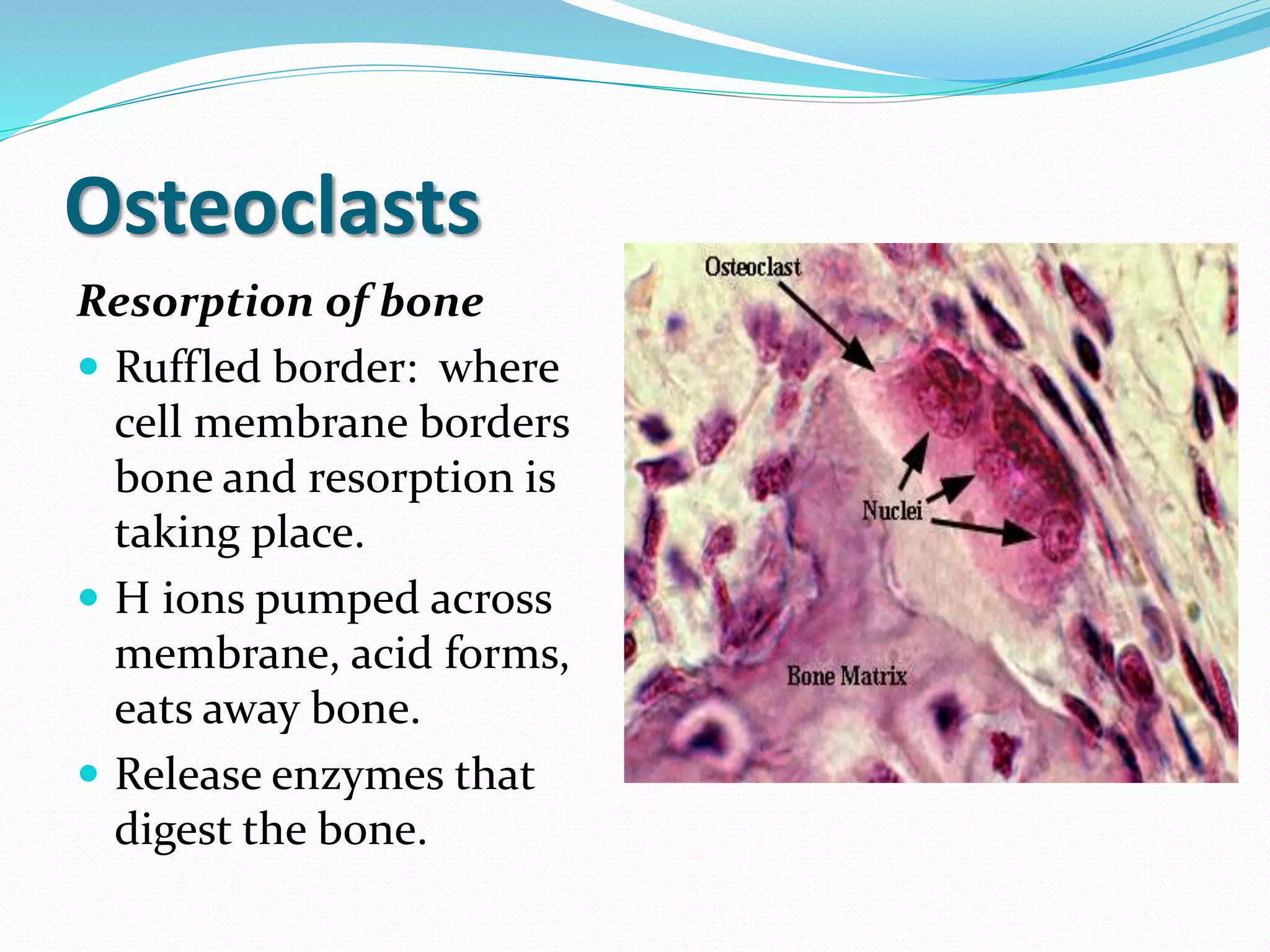Histology of bone | PPTX