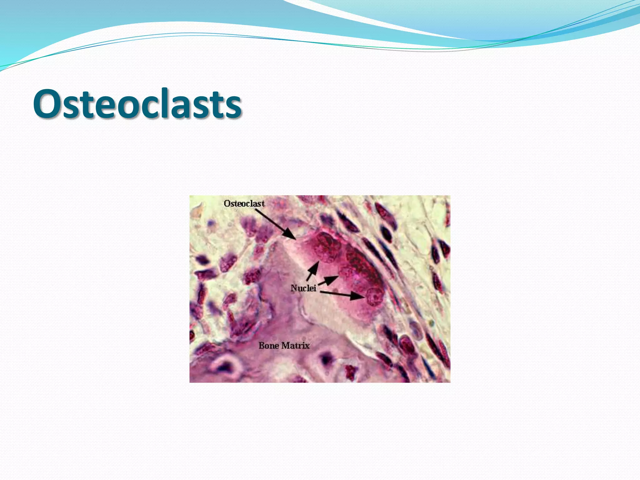 Histology of bone | PPTX
