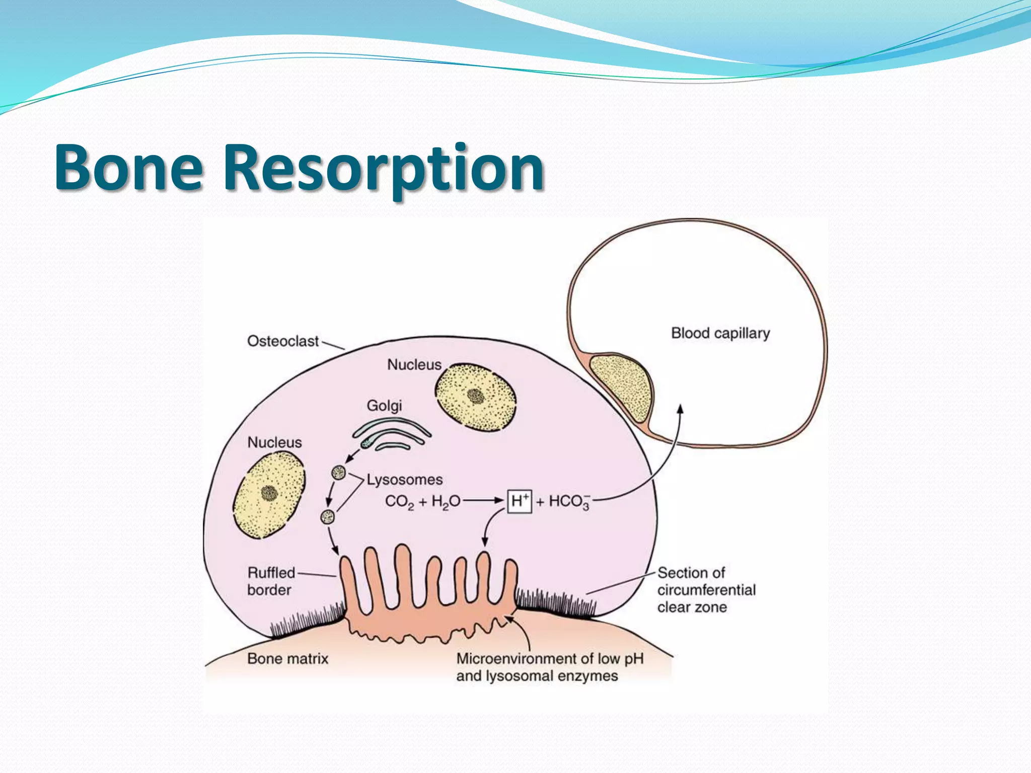 Histology of bone | PPTX