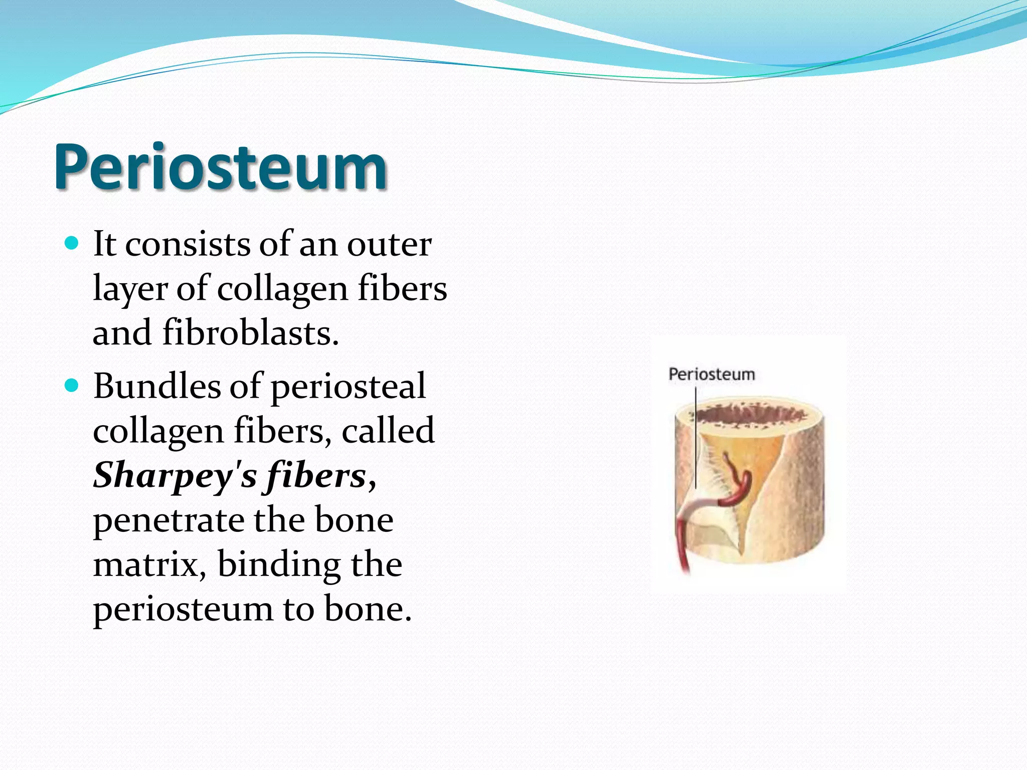 Histology of bone | PPTX